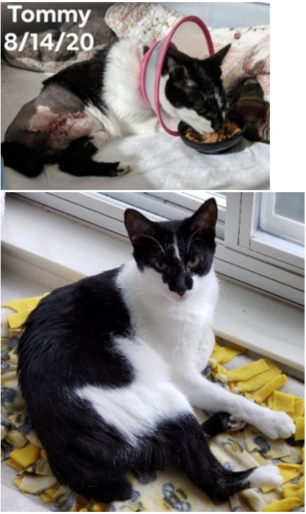 Homeless Animal Rescue Team (HART) - Magnified Giving Approved Nonprofits