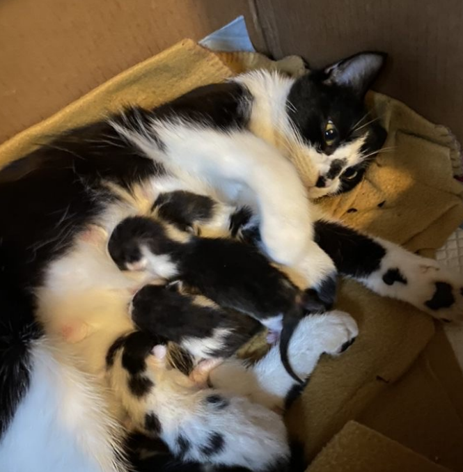 Homeless Animal Rescue Team (HART) - Magnified Giving Approved Nonprofits