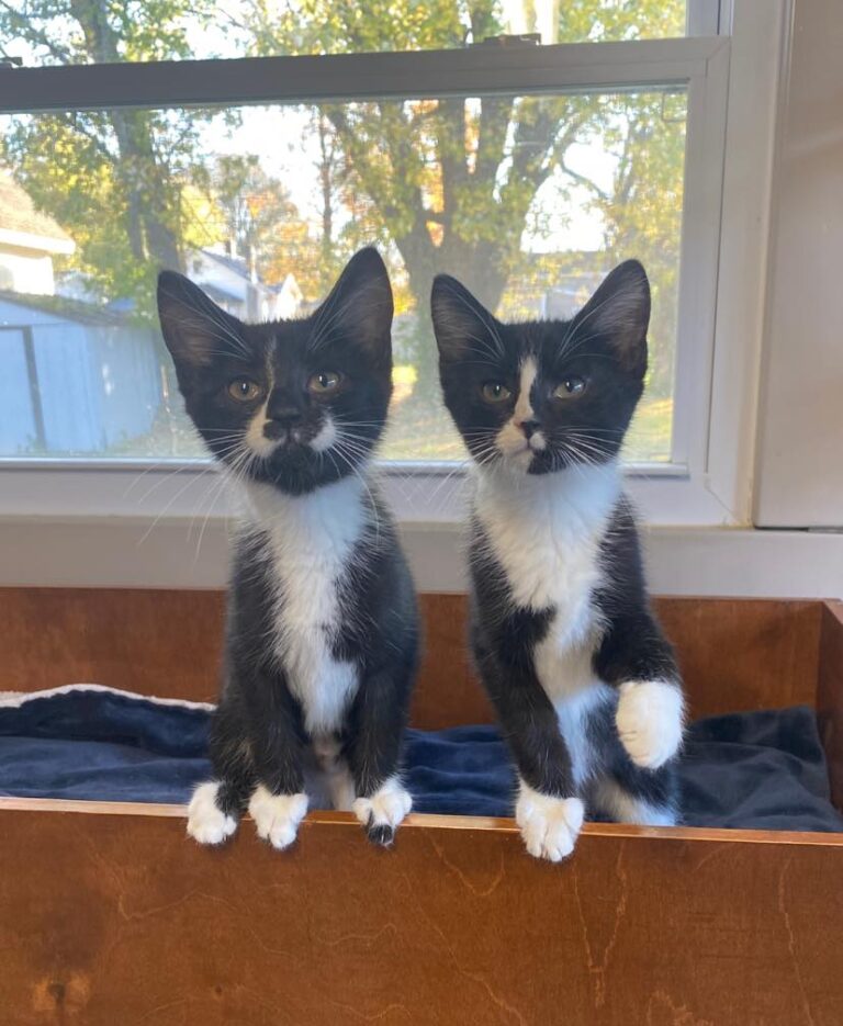 Brown County Humane Society - Magnified Giving Approved Nonprofits